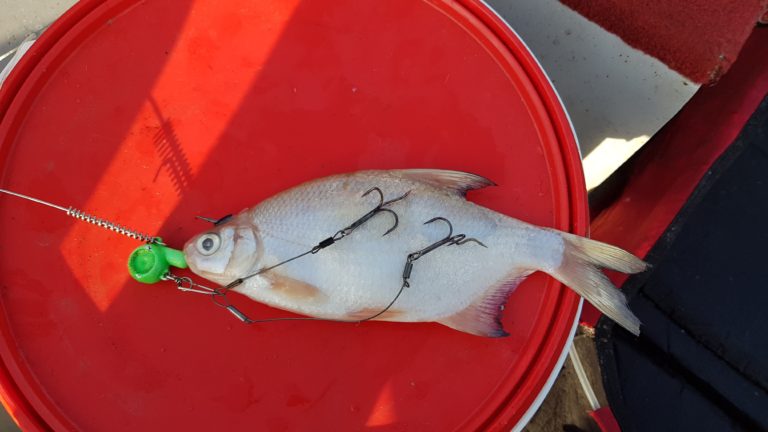 Fireball fishing for pike