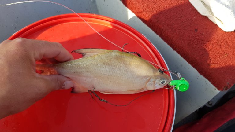 Fireball fishing for pike